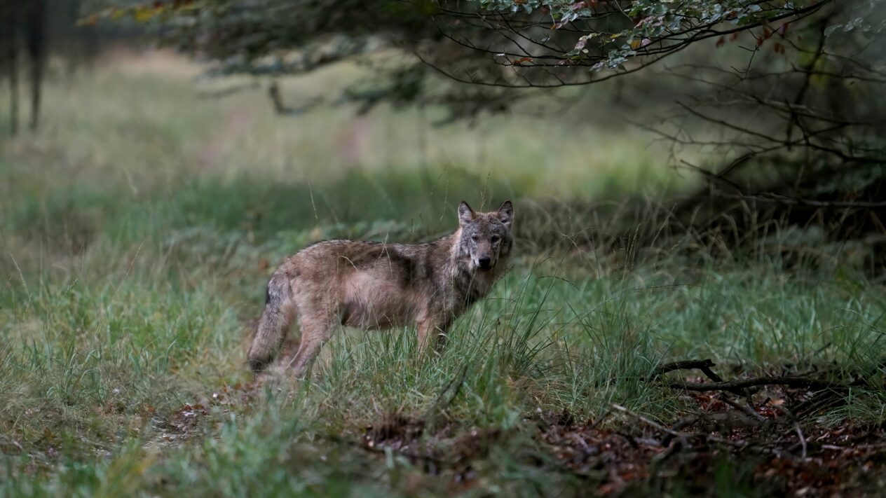 Van bultrug tot wisent: alle grote wilde beesten van Nederland - EW